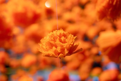 Una guía para principiantes sobre el modelo Marigold de Adirik en Replicate