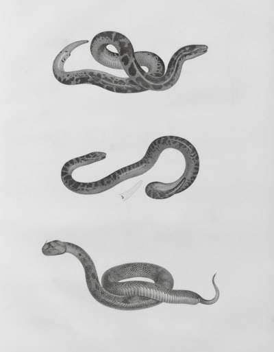 LangChain y OpenRouter en Python