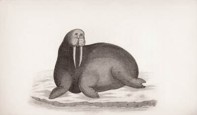 Walrus: Gi?i pháp Self-hostable Link Shortener Ðon gi?n v?i Go